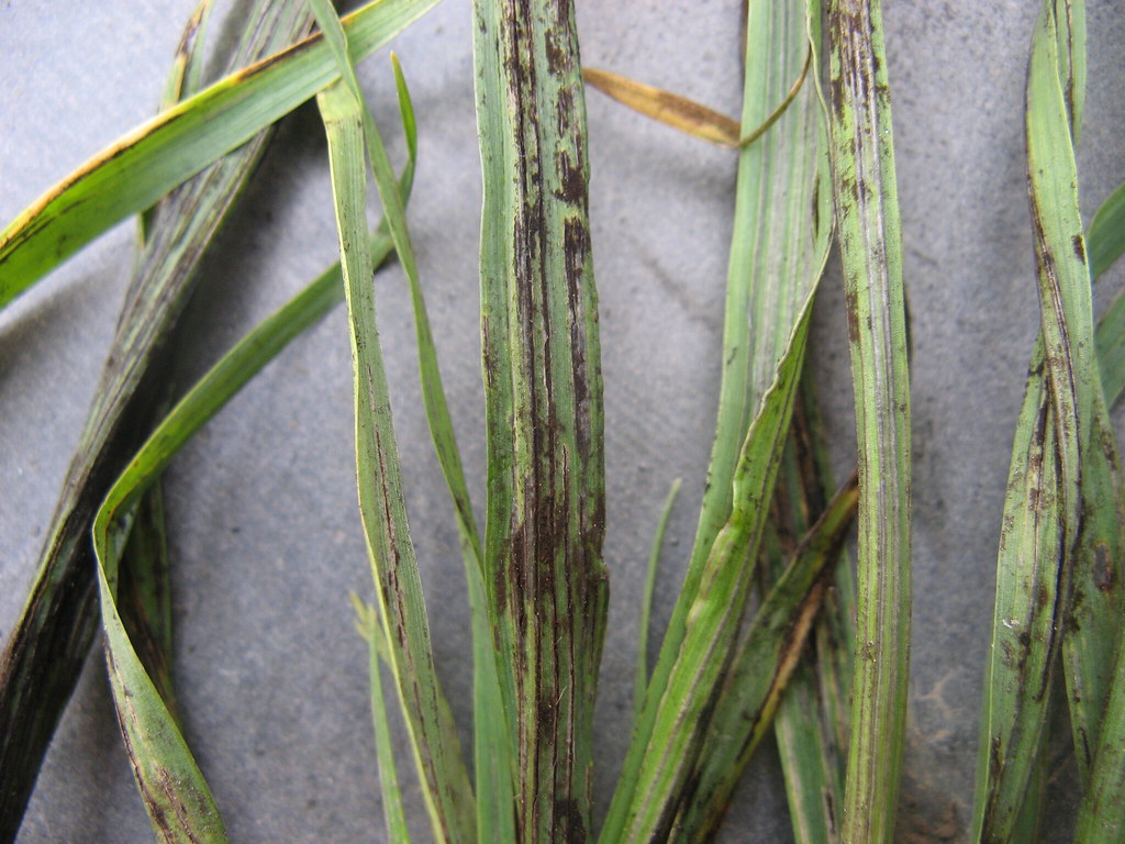Wheat (Disease Control) | HP Agriculture