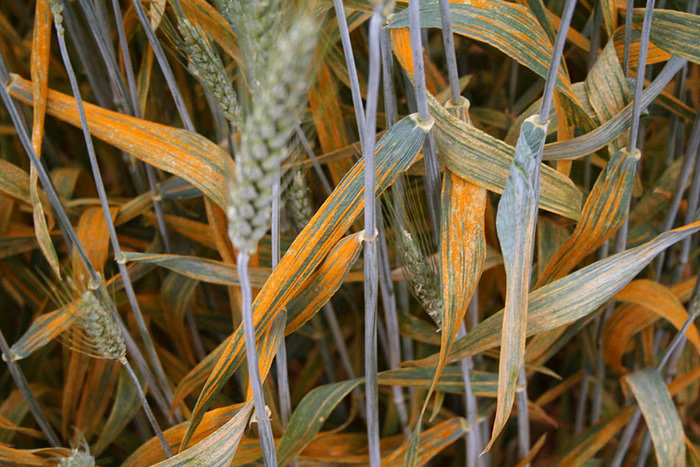 Wheat (Disease Control) | HP Agriculture