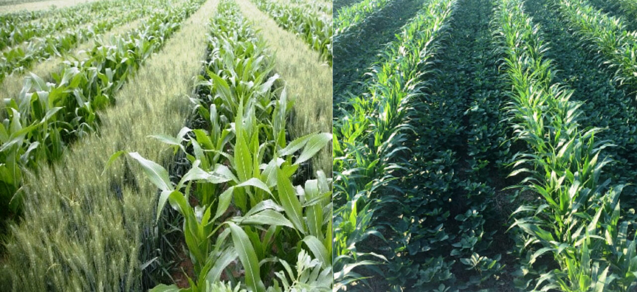 Wheat | HP Agriculture