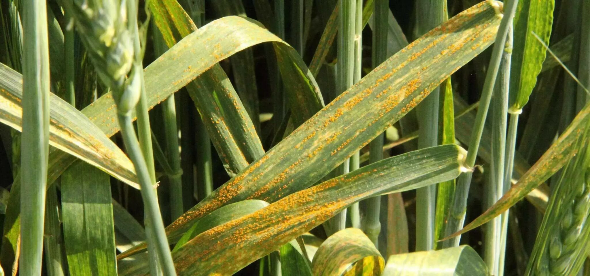 Wheat (Disease Control) | HP Agriculture