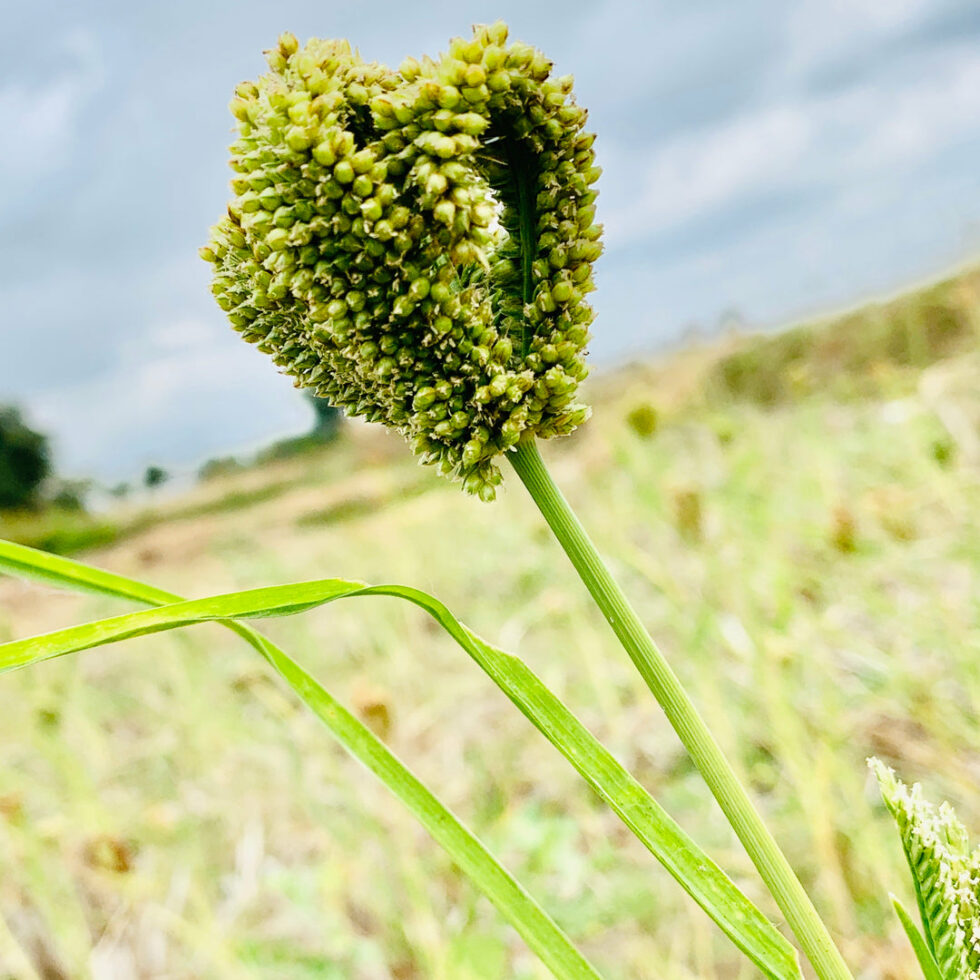 Finger Millet | HP Agriculture